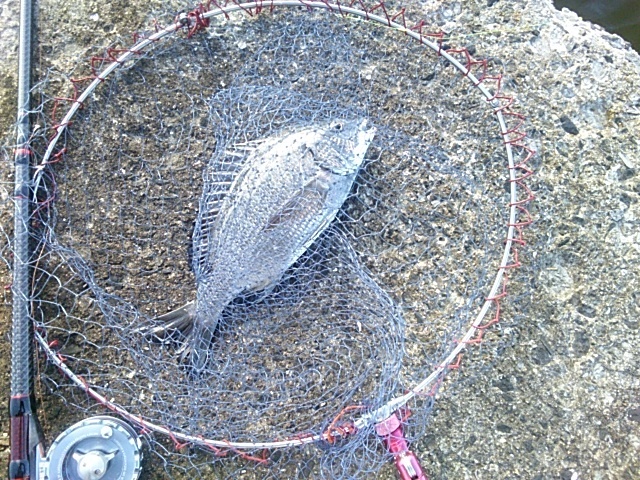 目印工房さんの目印仕掛け: はなちんのちん