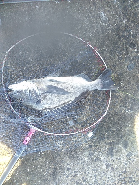 目印工房さんの目印仕掛け: はなちんのちん